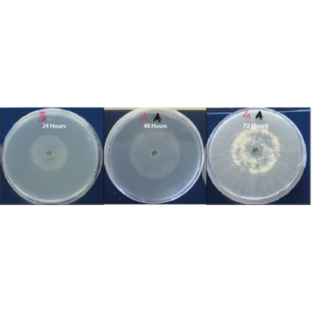 CONDOR SHIEL (BOLSA 500 GRAMOS) TRICHODERMA KONINGII